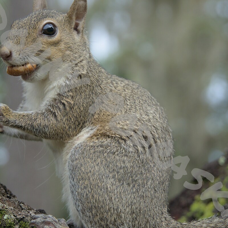 DonnyPodrasky - Etsy