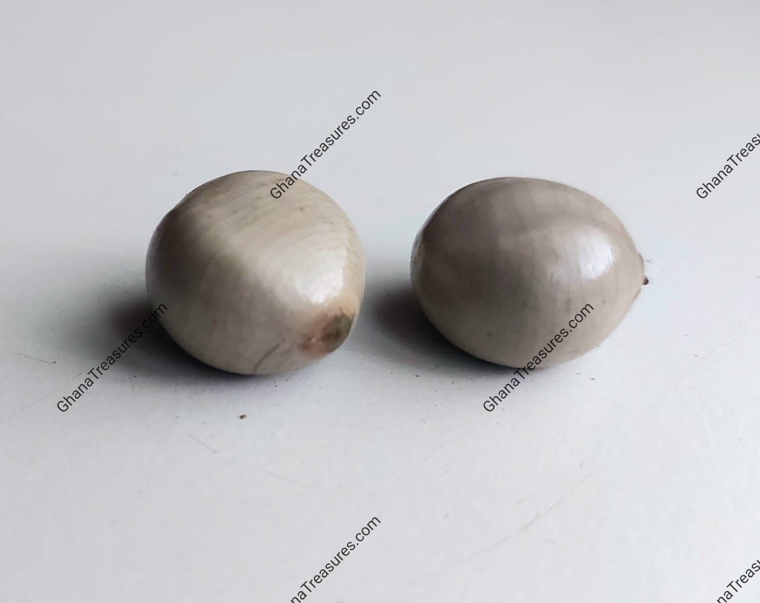 2 Nickernuts From Western Africa, Caesalpinia Bonduc, Undrilled ...