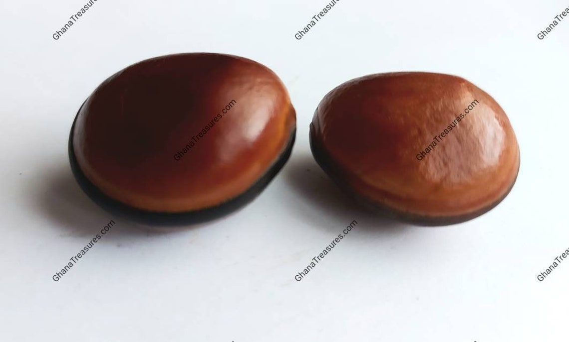 2 Ojos De Venado Deer Eyes Nuts From Western Africa - Etsy