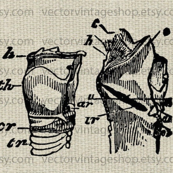 LARYNX SVG File, Anatomy Diagram, Vintage Vector Clipart, Medical ...