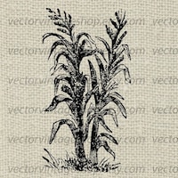 Corn Stalks SVG, Corn Stalks PNG, Corn Stalks Clipart, Corn Stalks ...