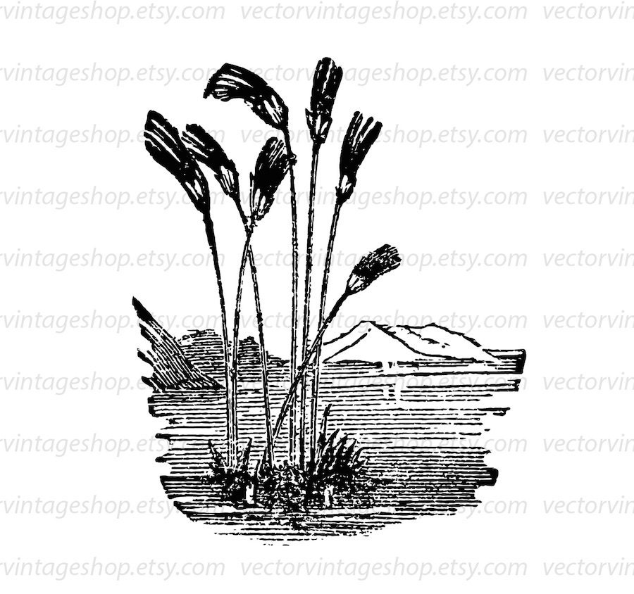 PAPYRUS PLANT SVG File, Papyrus in Water, Vintage Style Vector Clipart ...
