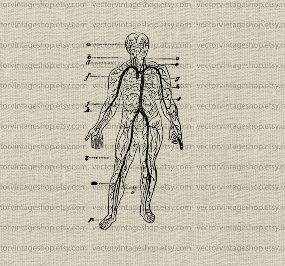 Circulatory System Clip Art
