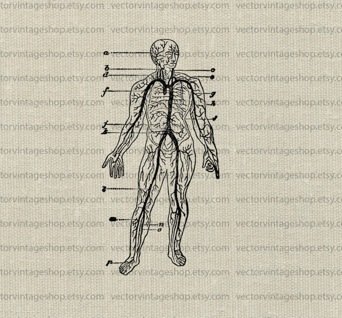 BLOOD VESSELS SVG File, Medical Clipart, Circulatory System Diagram ...