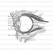EYE ANATOMY SVG File, Eye Muscles Diagram, Medical Vector Clip Art ...