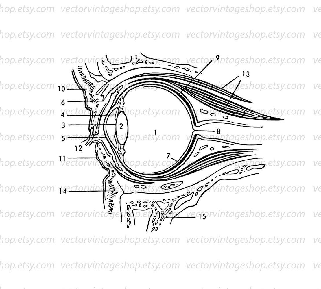 EYE ANATOMY SVG File, Eye Muscles Diagram, Medical Vector Clip Art ...