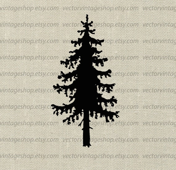 Spruce Tree Silhouette