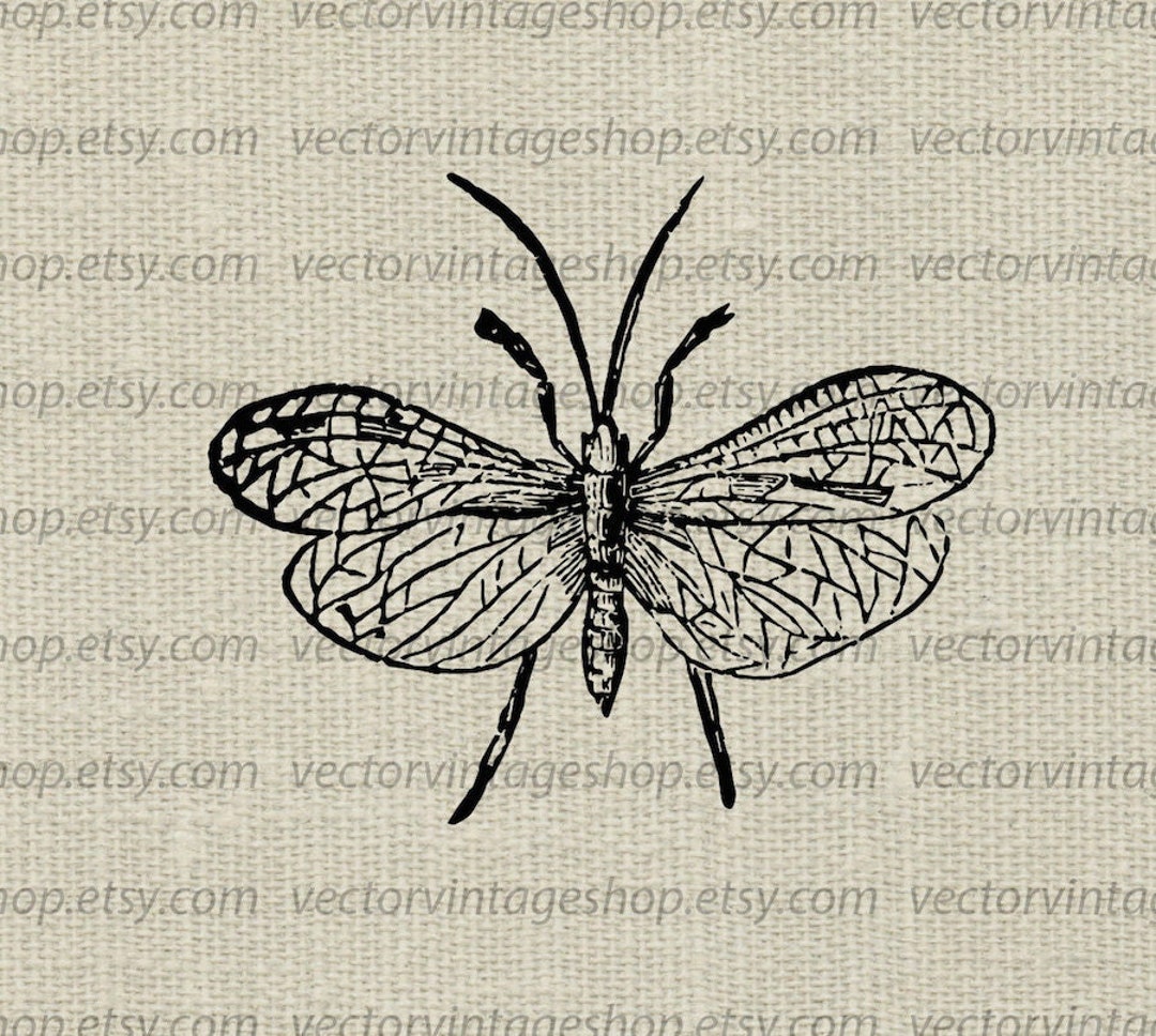 CADDIS FLY SVG File, Large Winged Insect Illustration, Vintage Vector ...