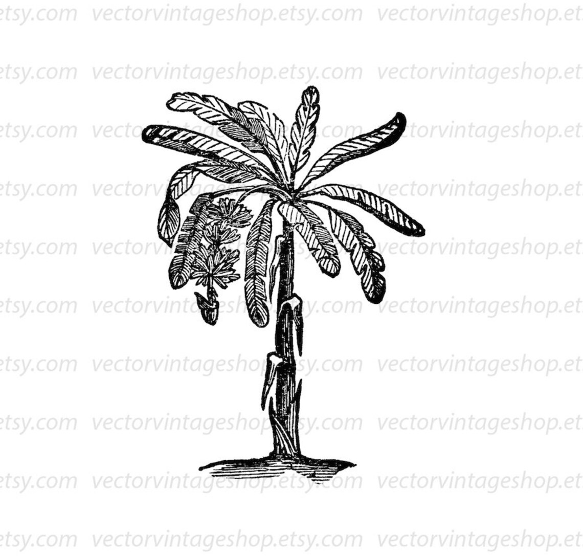 Vintage Banana Tree SVG: Tropical Plantain Illustration (printable ...
