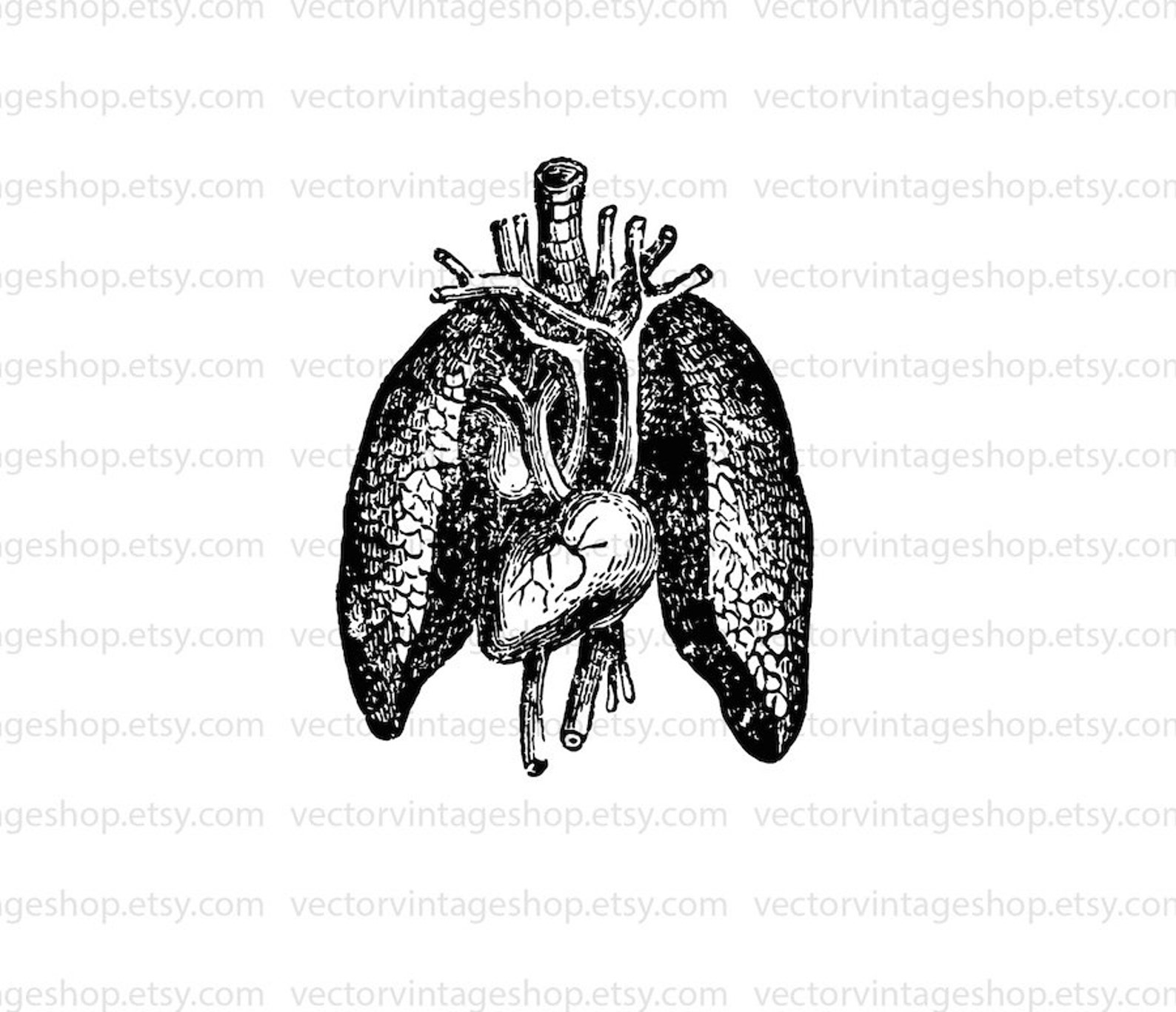 LUNGS ANATOMY SVG File, Vintage Illustration Clipart, Human Organs ...