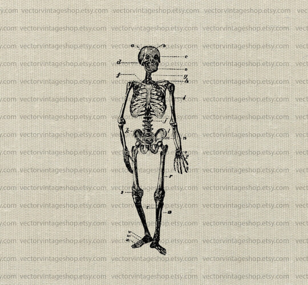 SKELETON SVG File, Medical Clip Art Vector, Commercial Use, Halloween ...