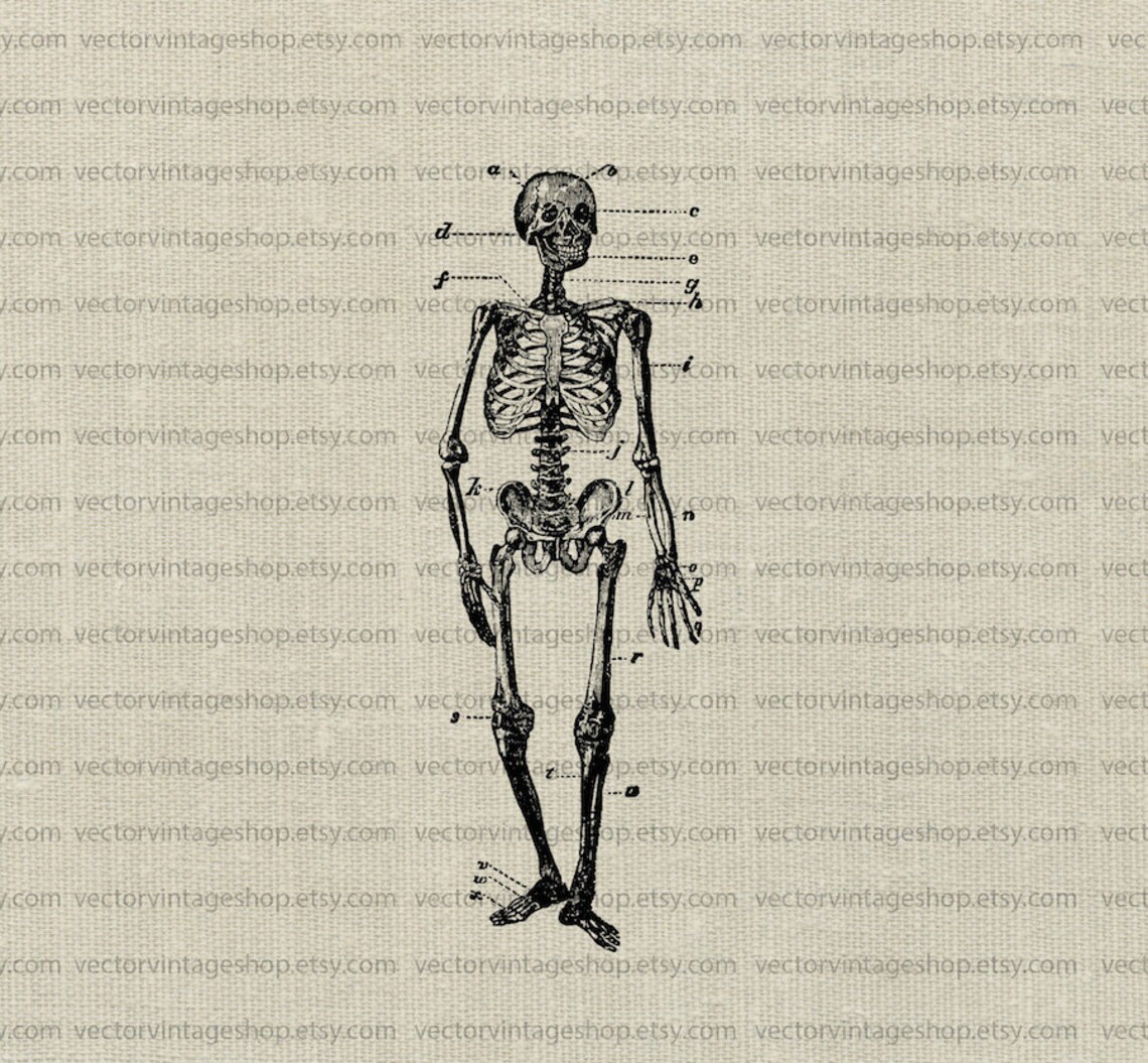 SKELETON SVG File, Medical Clip Art Vector, Commercial Use, Halloween ...