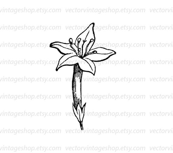 Cypress Flower Drawing