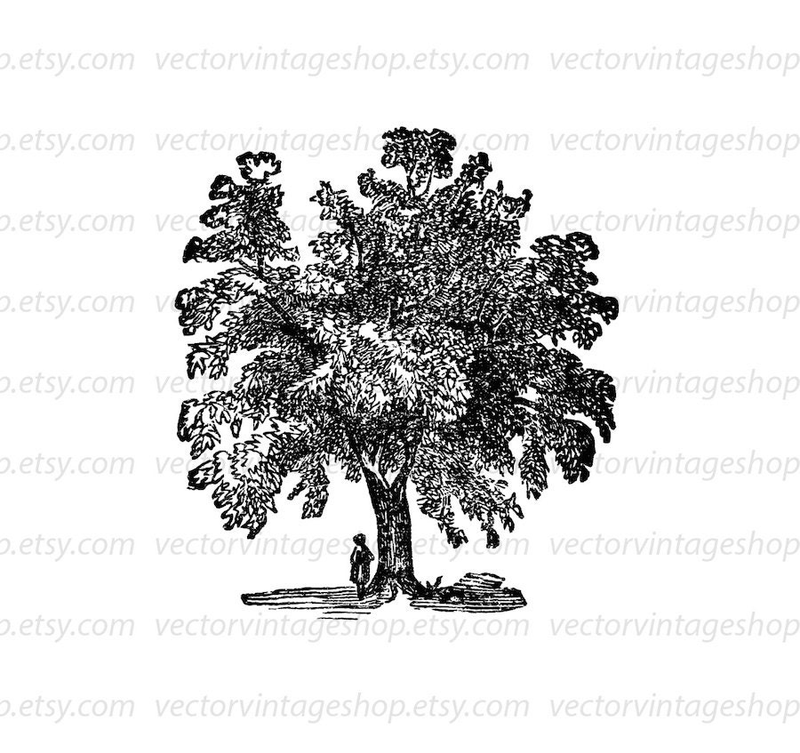 MANGO TREE SVG File, Vintage Clip Art, Exotic Fruit Tree Graphic ...