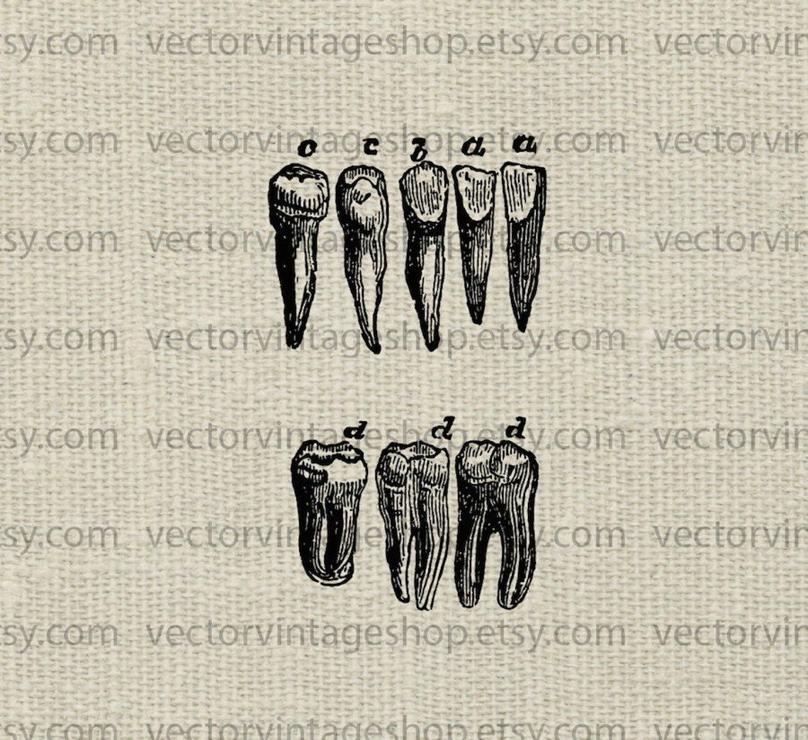 TEETH SVG File, Dental Vector Clipart, Vintage Tooth Illustration ...
