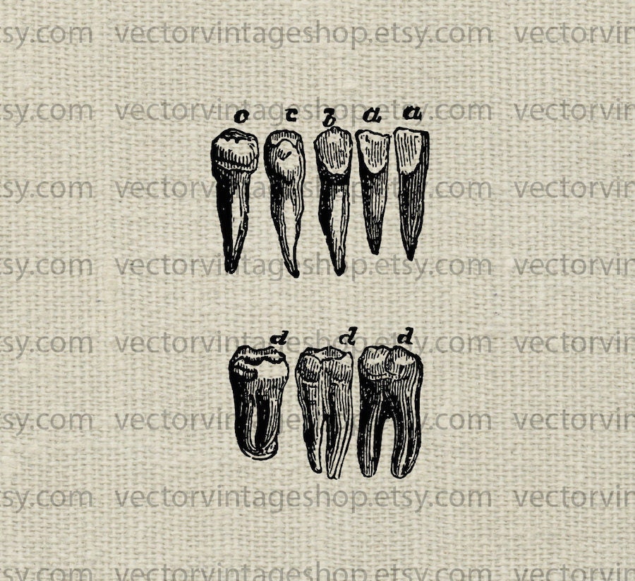 TEETH SVG File, Dental Vector Clipart, Vintage Tooth Illustration ...