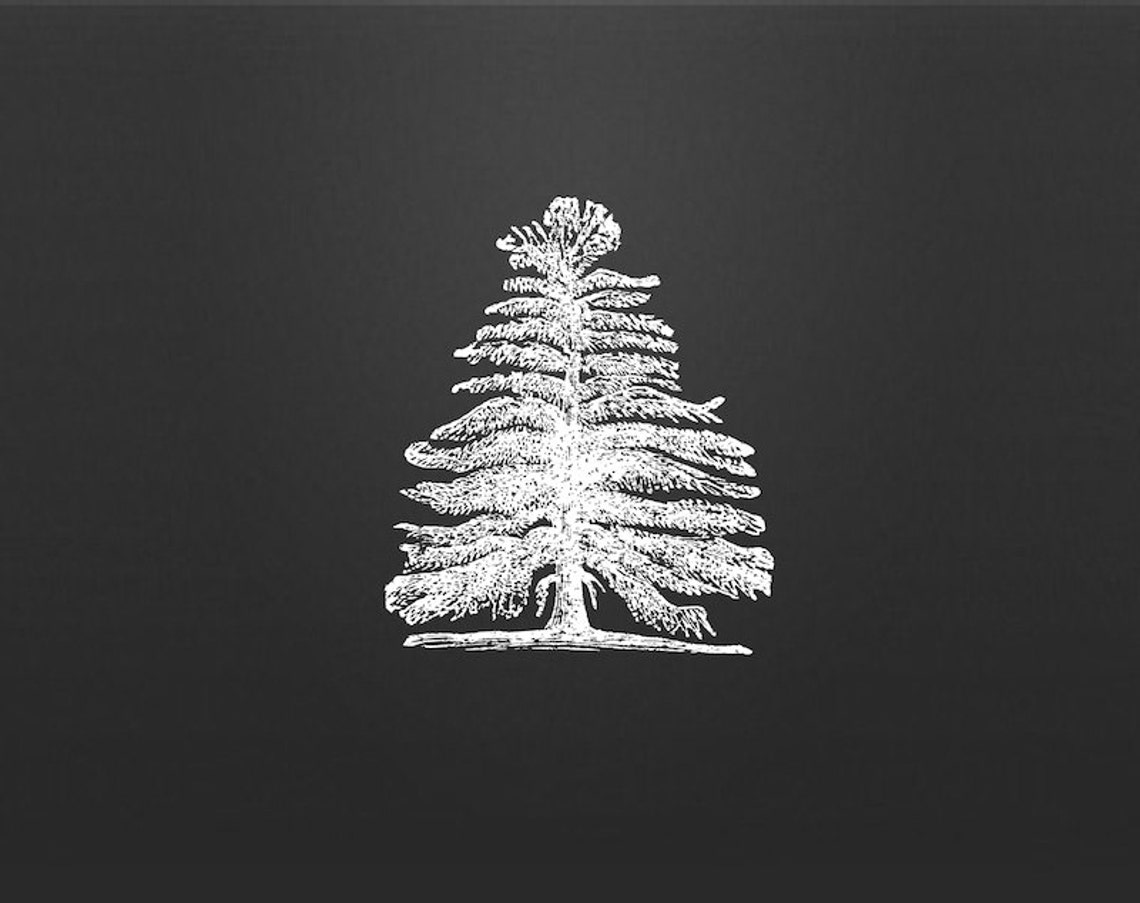 LARCH TREE SVG File, Vintage Style Vector Clipart, Printable Download ...