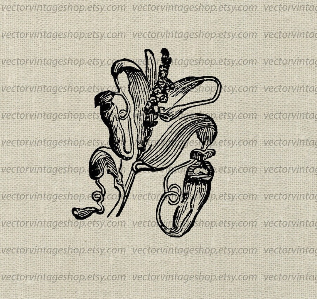 PITCHER PLANT SVG File, Vintage Style Vector Illustration, Carnivorous ...
