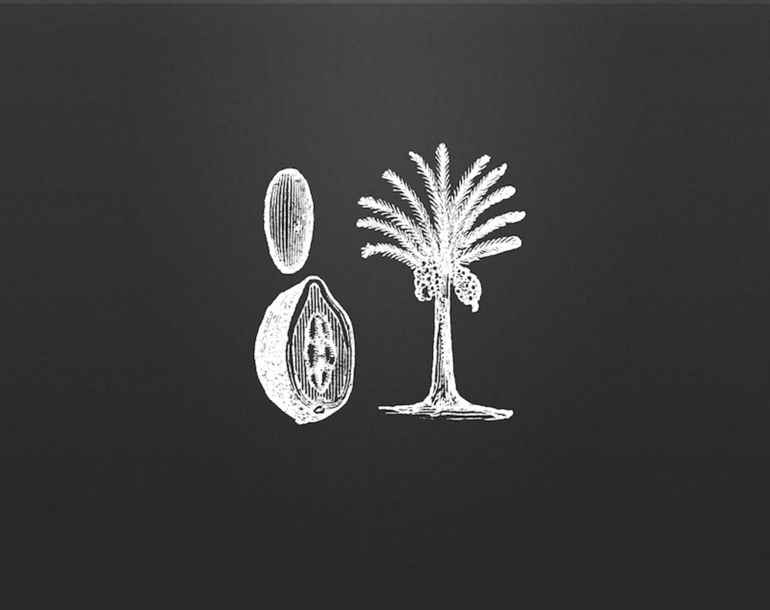 DATE TREE SVG File, Date Palm Vector, Instant Download, Vintage ...