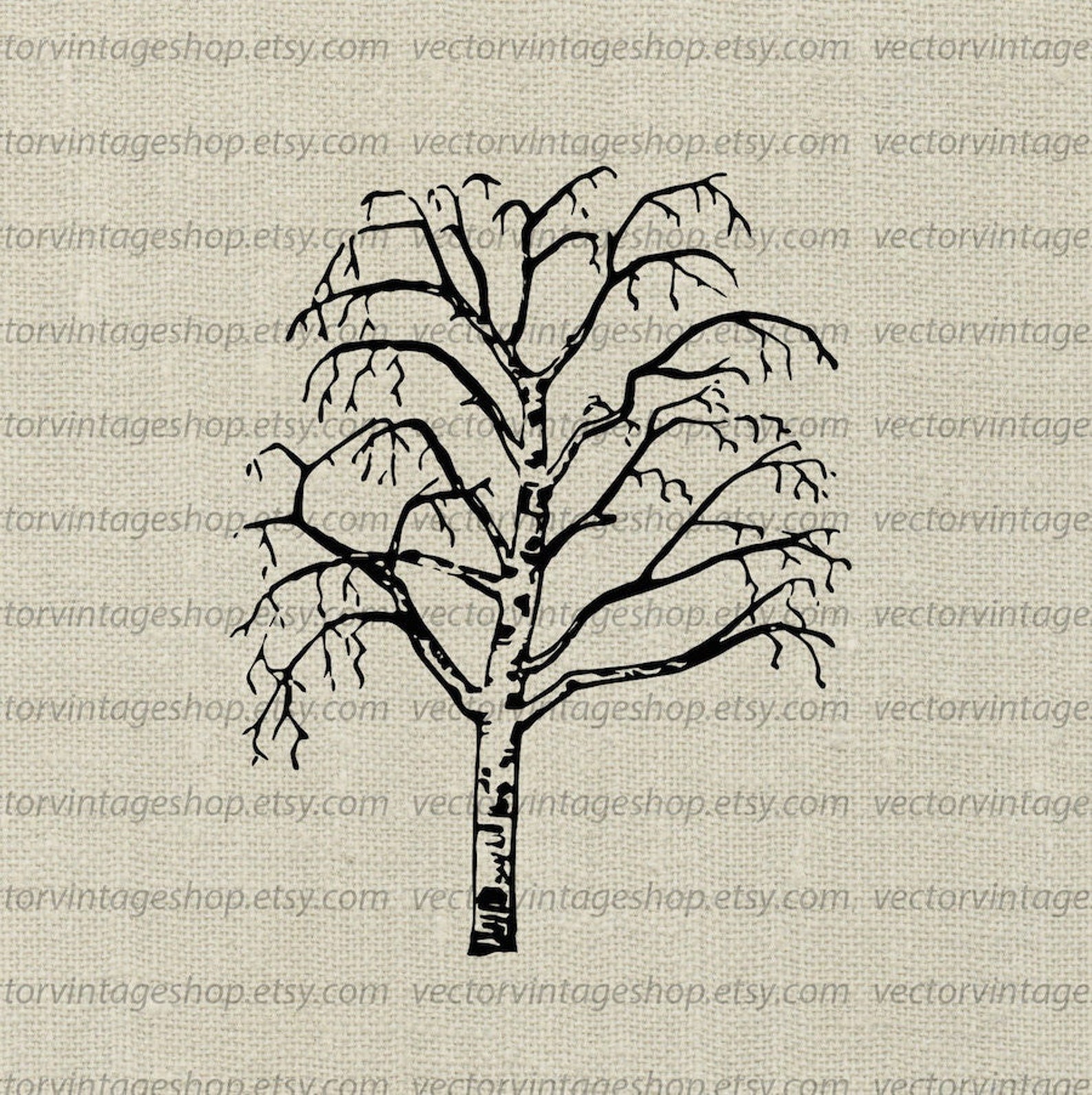 BIRCH TREE SVG File, Vintage Vector Illustration, Leafless Tree ...
