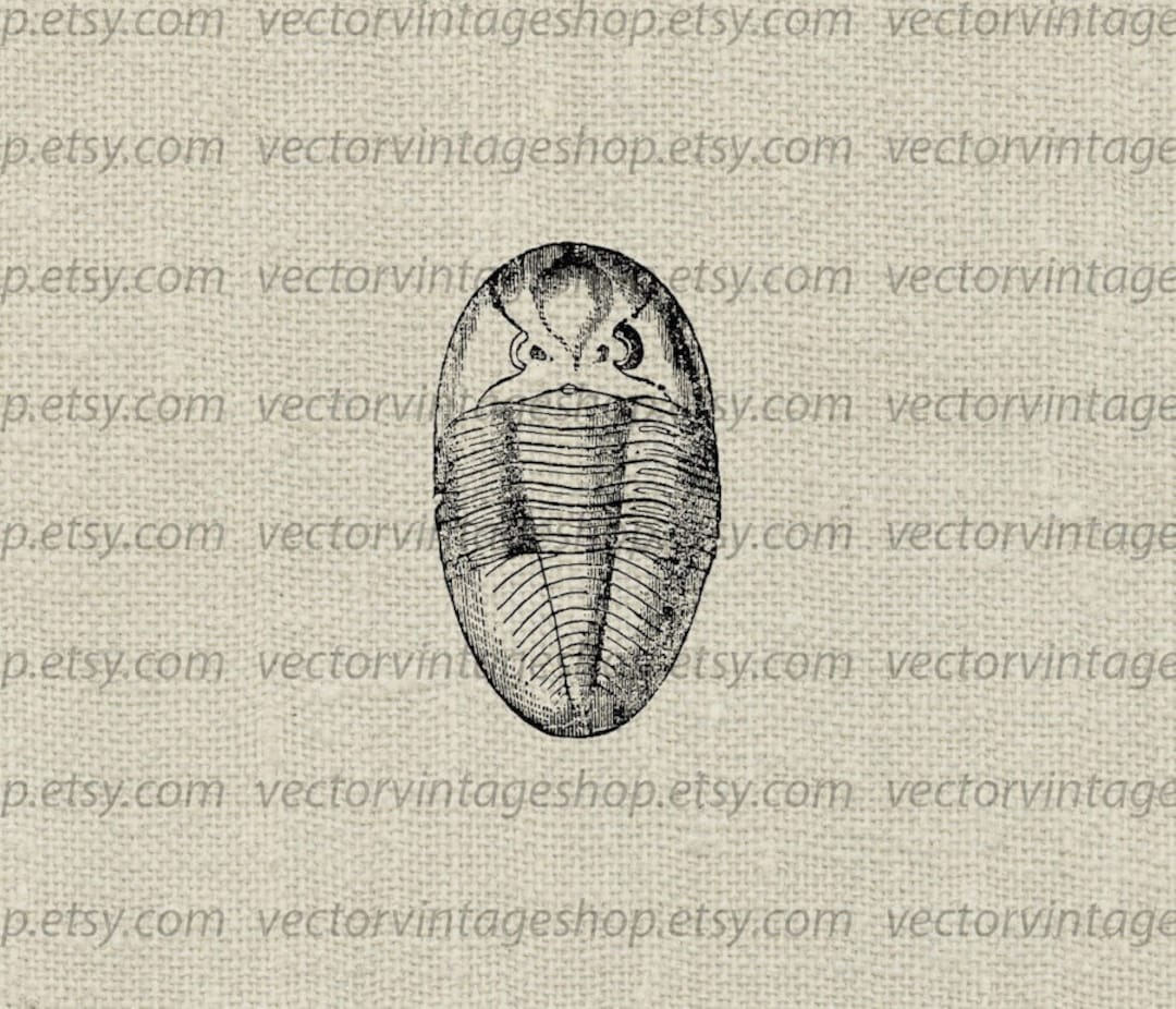 Trilobite Illustration