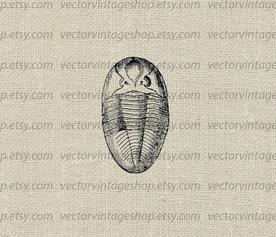 TRILOBITE SVG File Vintage Sea Fossil Clip Art Graphic | Etsy