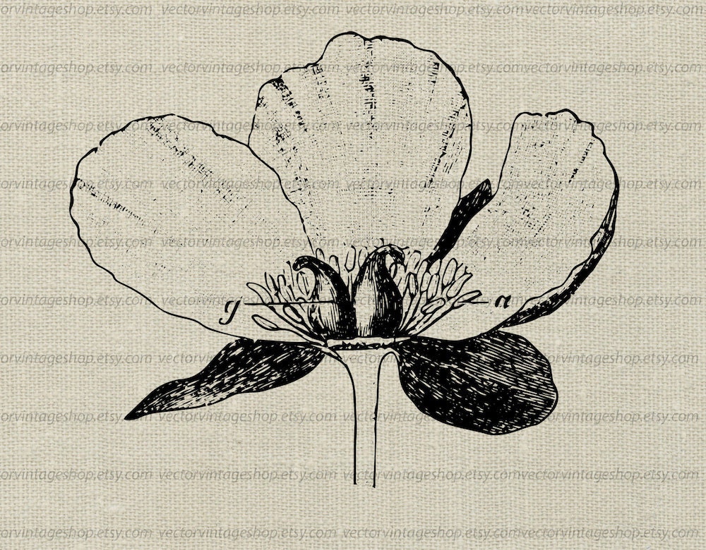 Vintage Flower Diagram SVG: Botany Cutaway Illustration (digital ...