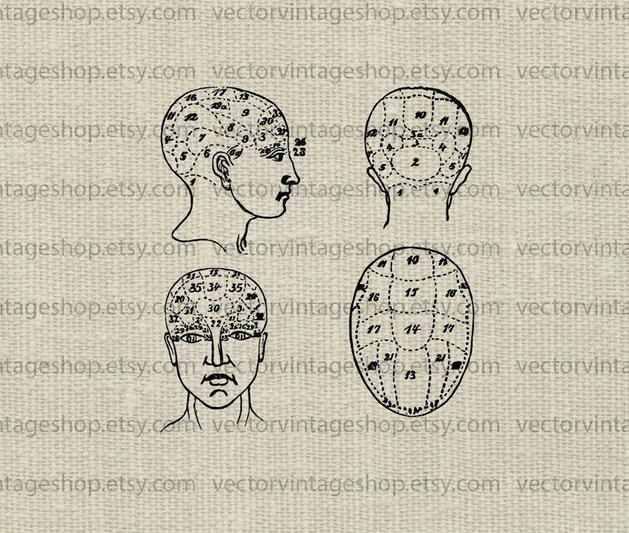 Vintage Phrenology Art: Human Head Anatomy Illustration (printable ...