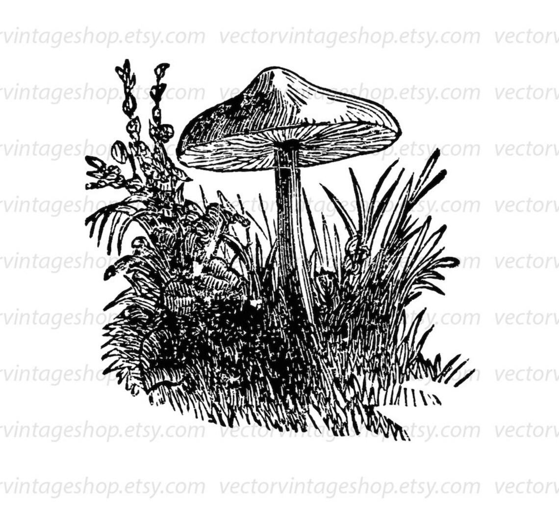 TOADSTOOL SVG VECTOR Clipart, Mushroom Digital Illustration, Vintage ...