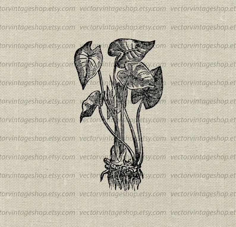 TARO PLANT SVG File, Broad Leaves, Elephant Ears, Vintage Style Vector ...