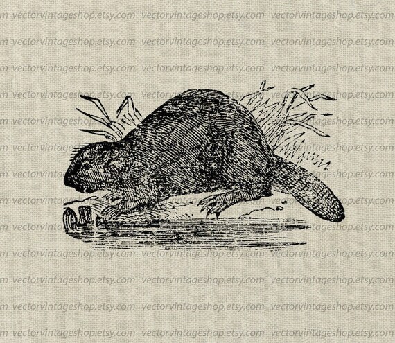 BEAVER SVG File Vintage Vector Clipart Woodland Animals - Etsy