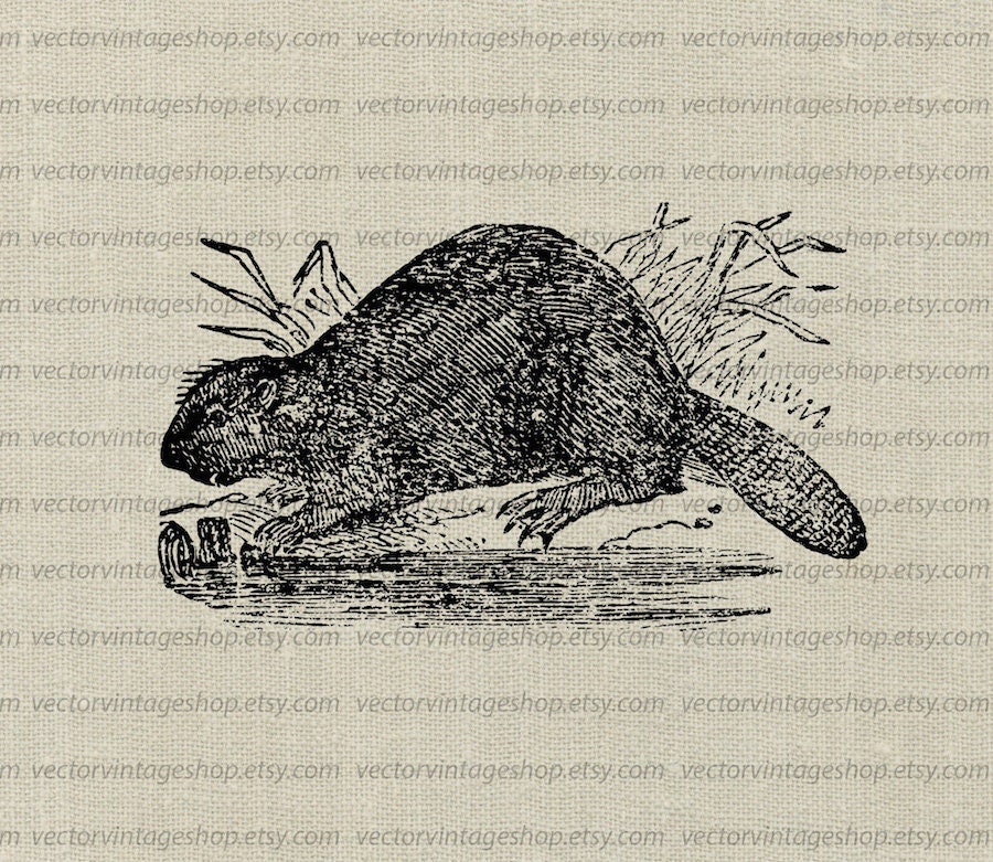 BEAVER SVG File, Vintage Vector Clipart, Woodland Animals Decor, Wild ...
