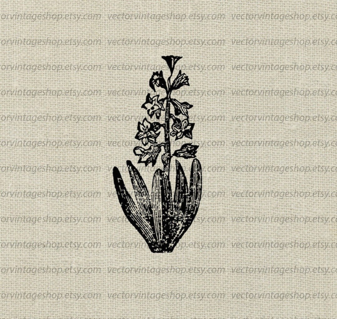 Vintage Hyacinth Flower SVG: Botanical Vector Illustration (printable ...