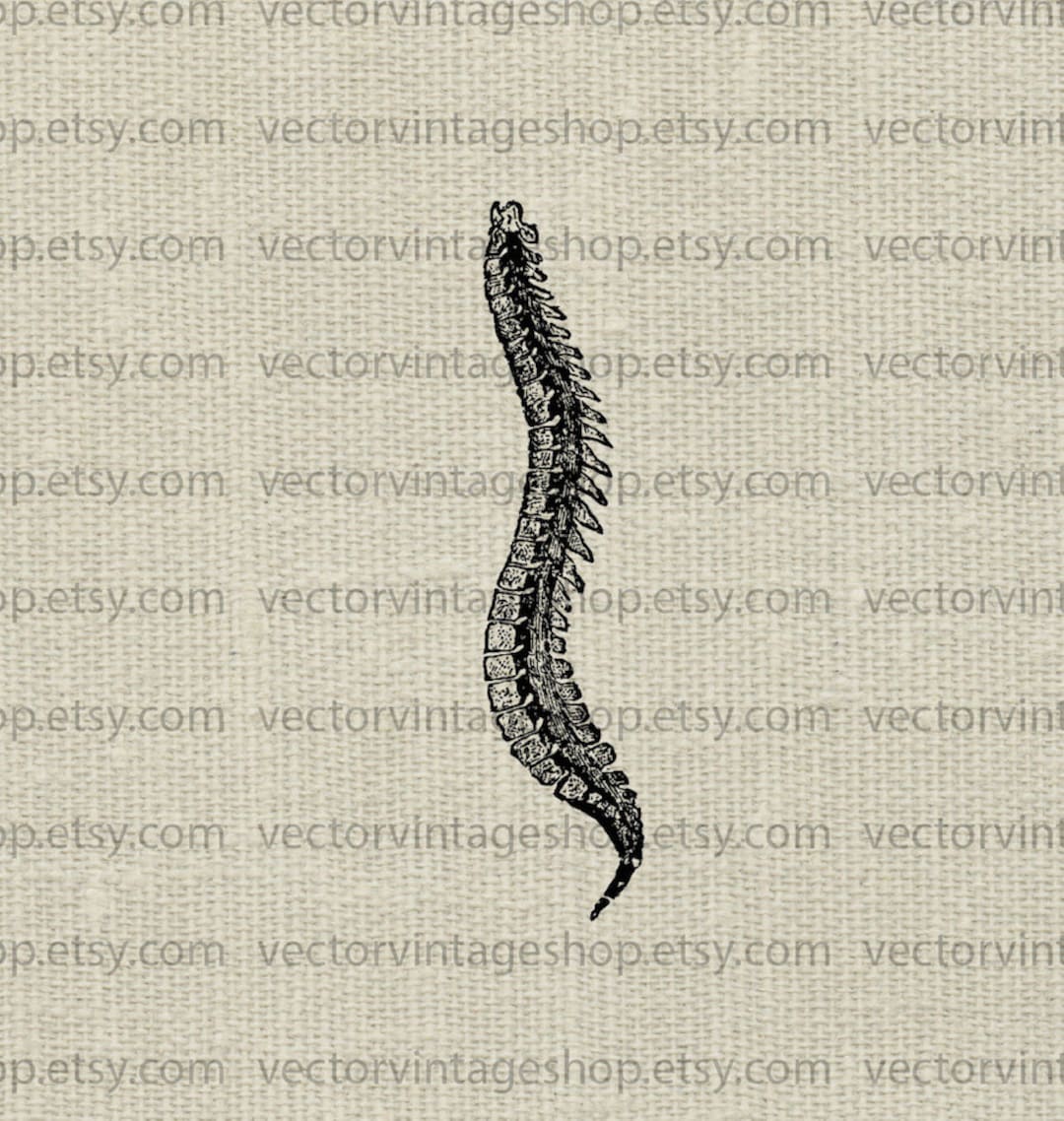 SPINE SVG VECTOR Clipart, Backbone Graphic Clip Art, Human Anatomy ...
