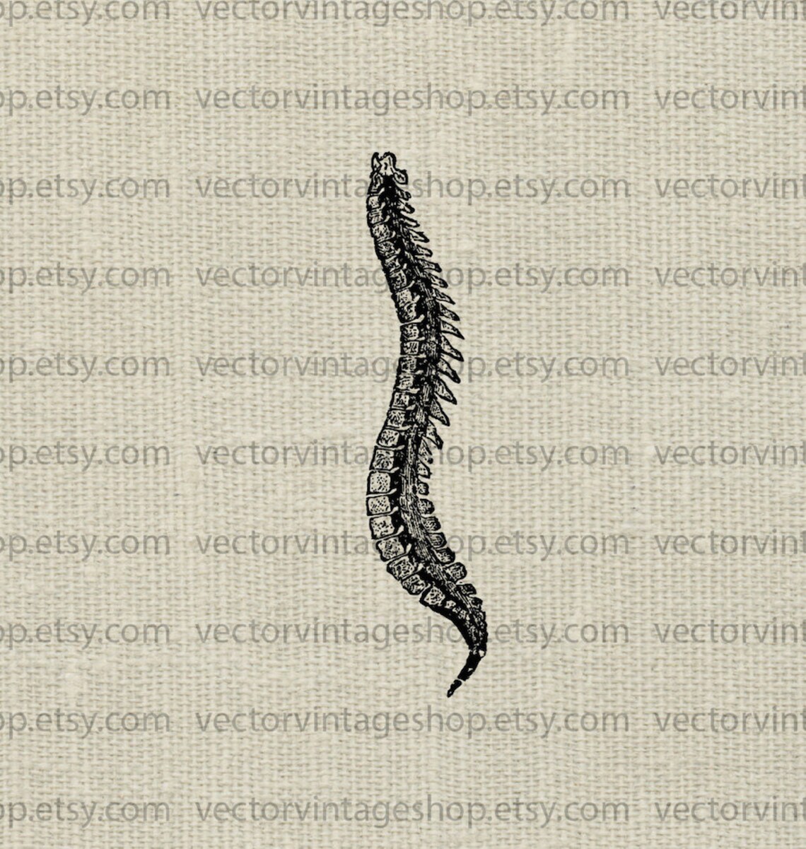 SPINE SVG VECTOR Clipart, Backbone Graphic Clip Art, Human Anatomy ...
