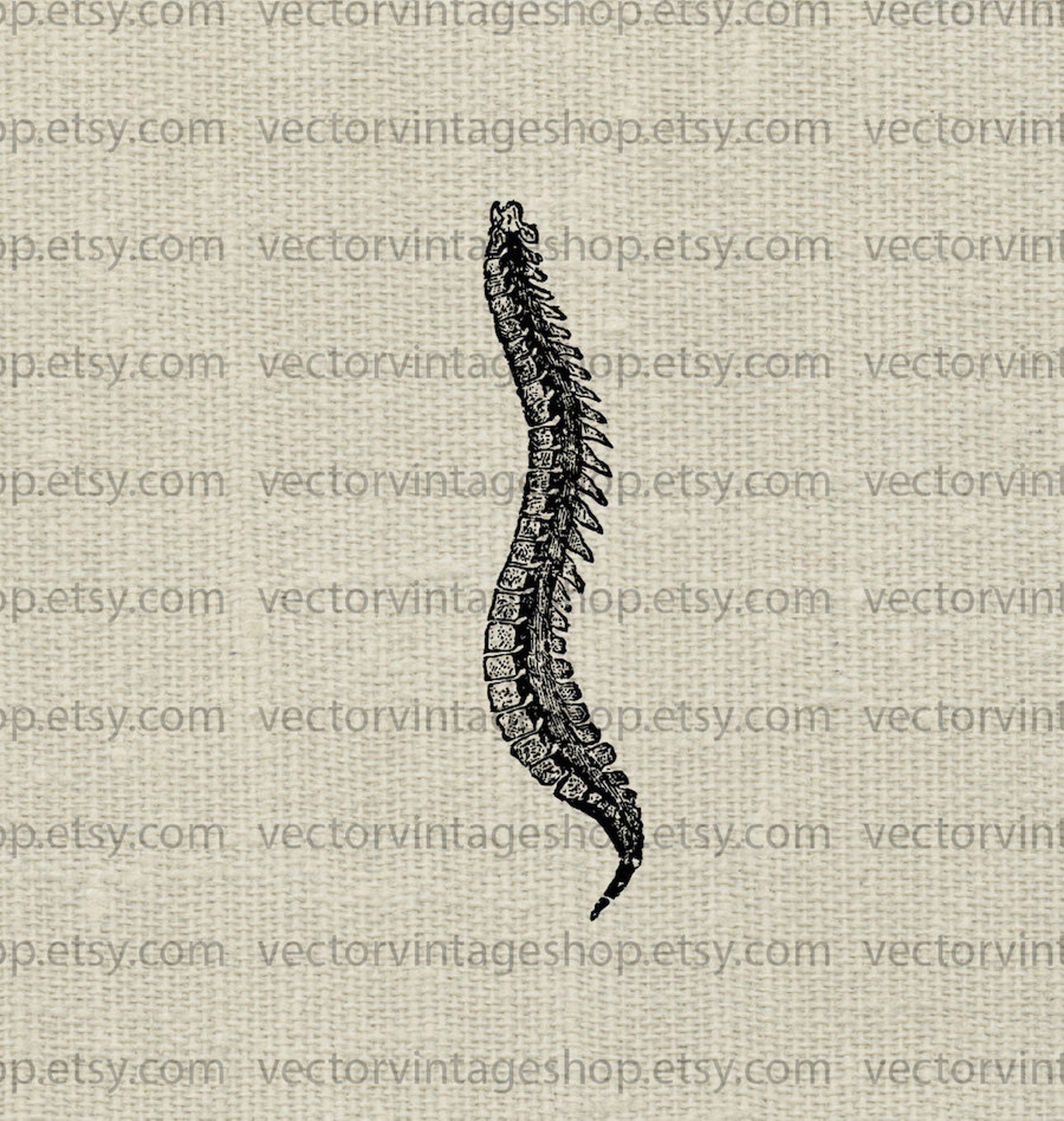 SPINE SVG VECTOR Clipart, Backbone Graphic Clip Art, Human Anatomy ...