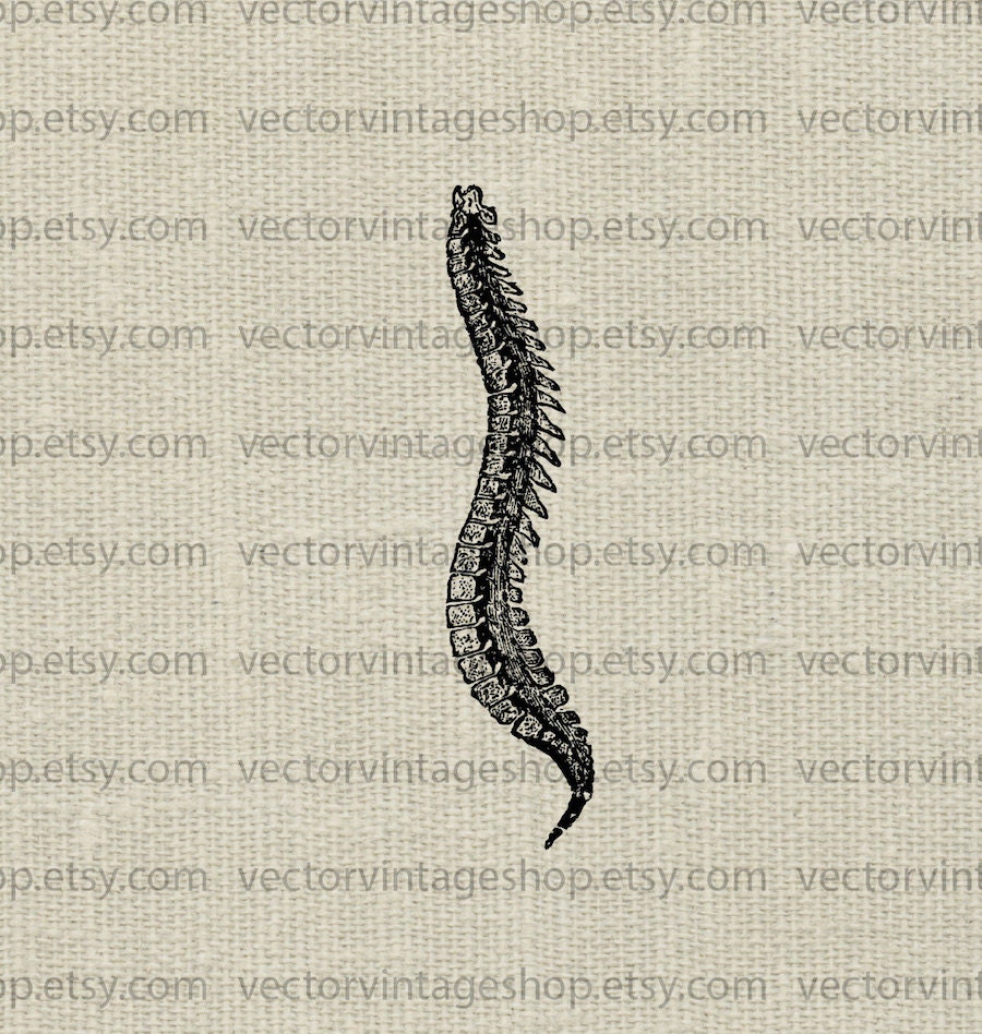 SPINE SVG VECTOR Clipart, Backbone Graphic Clip Art, Human Anatomy ...