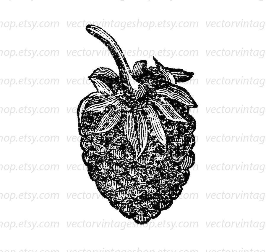 RASPBERRY STEM SVG File, Vintage Berry Illustration, Fruit Clipart ...