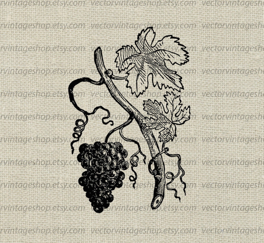 GRAPEVINE SVG Digital Download, Vector File, Grape Leaves Tendrils ...
