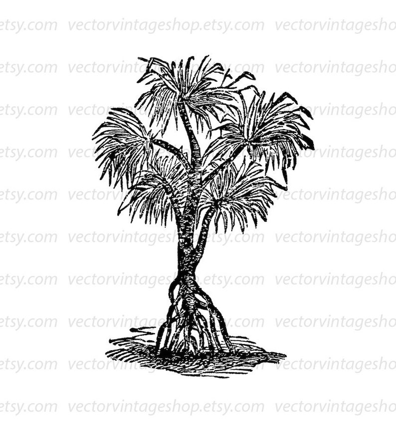 SCREWPINE Tree SVG File, Vintage Tree Vector, Pandanus, Tropical Theme ...