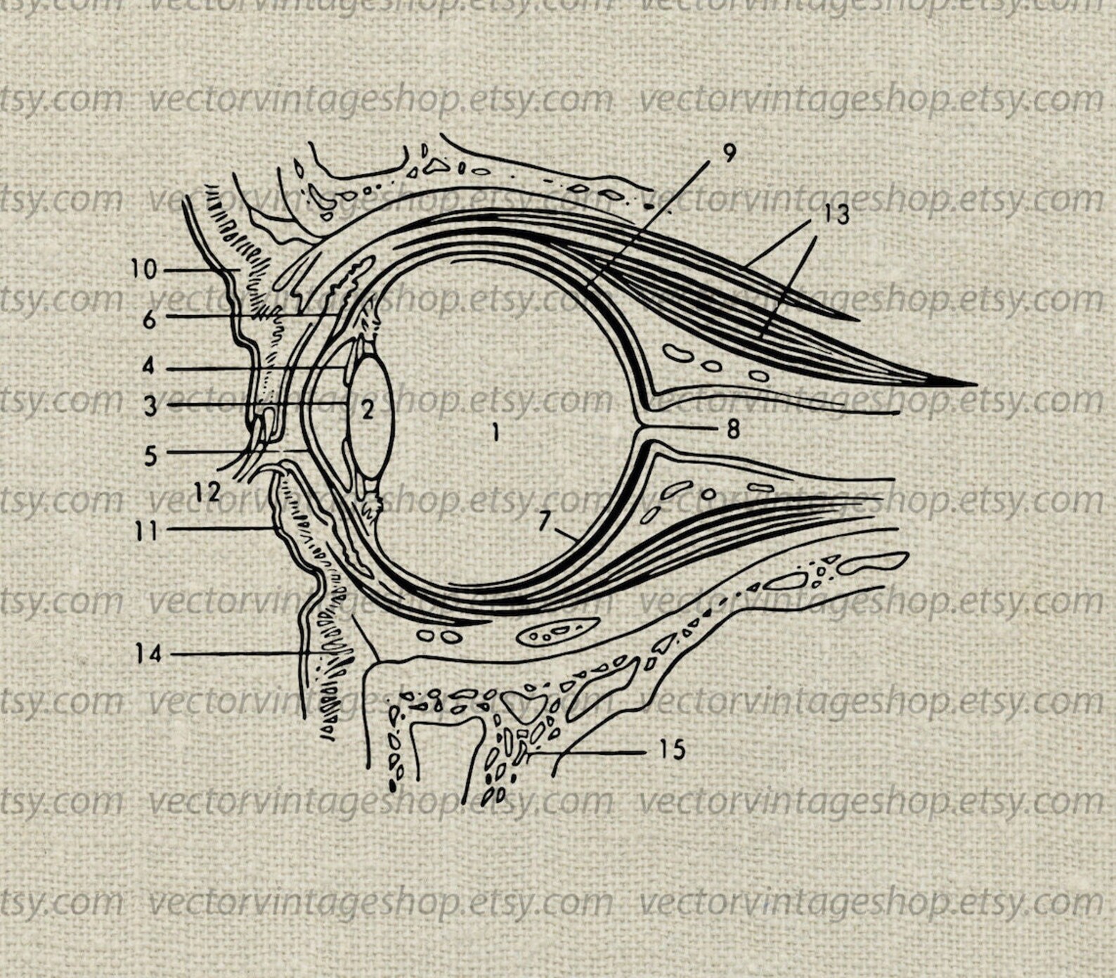 EYE ANATOMY SVG File, Eye Muscles Diagram, Medical Vector Clip Art ...