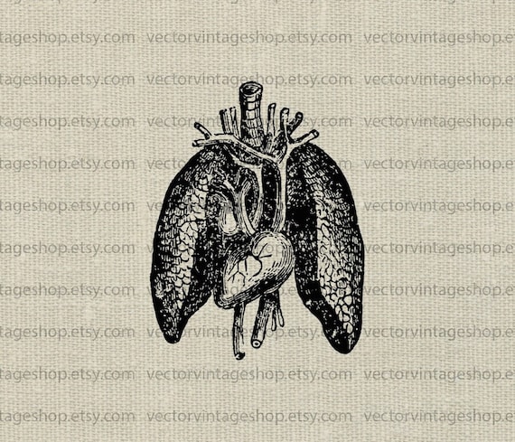 Vintage Lung Illustration