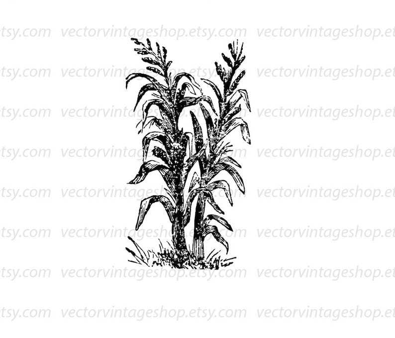 Vintage Cornstalks Illustration, Autumn Decor (svg, Png, Jpg, Eps) - Etsy