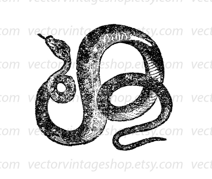 COILED SNAKE SVG File, Boa Constrictor, Vintage Style Vector ...