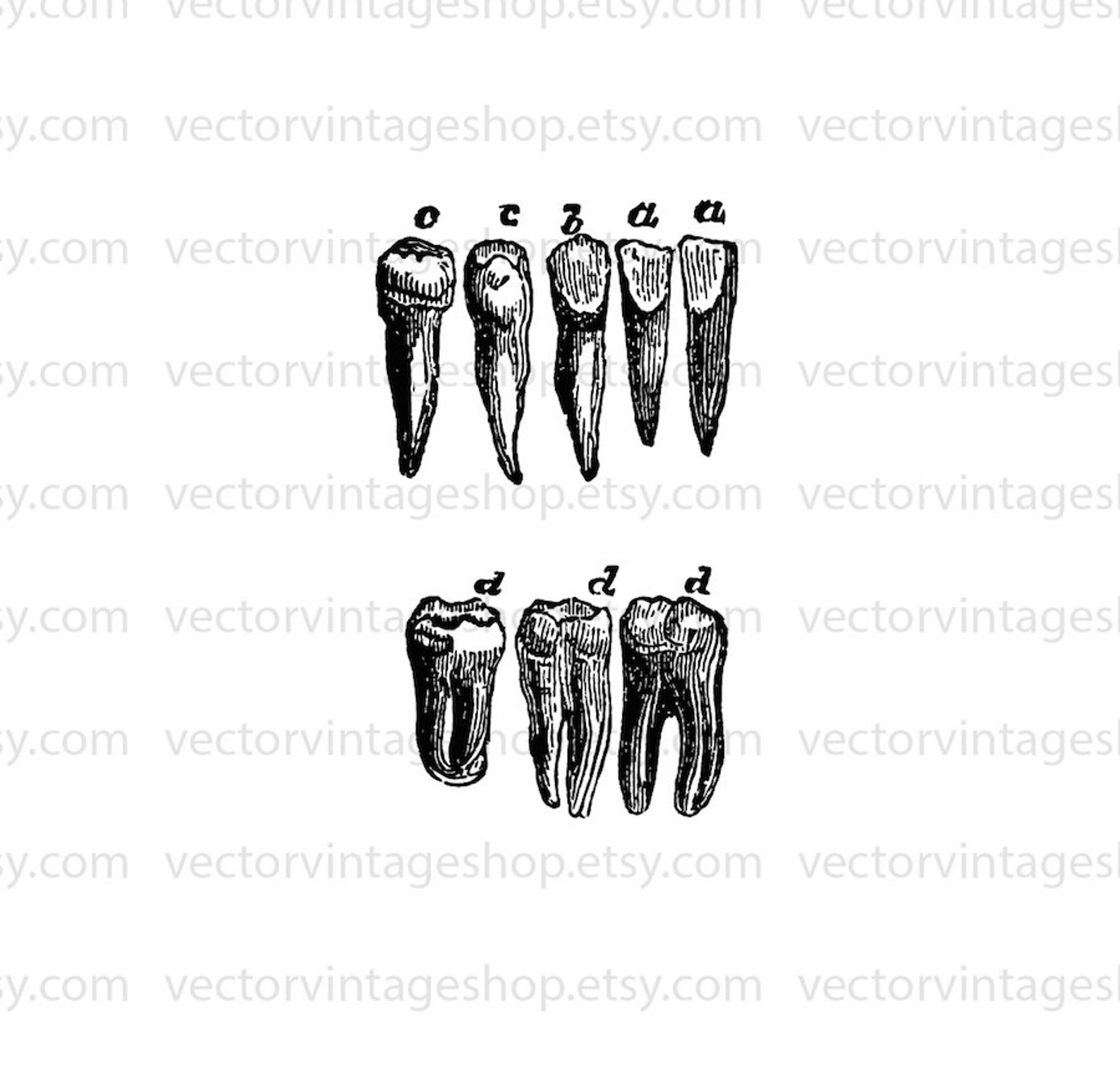 TEETH SVG File, Dental Vector Clipart, Vintage Tooth Illustration ...