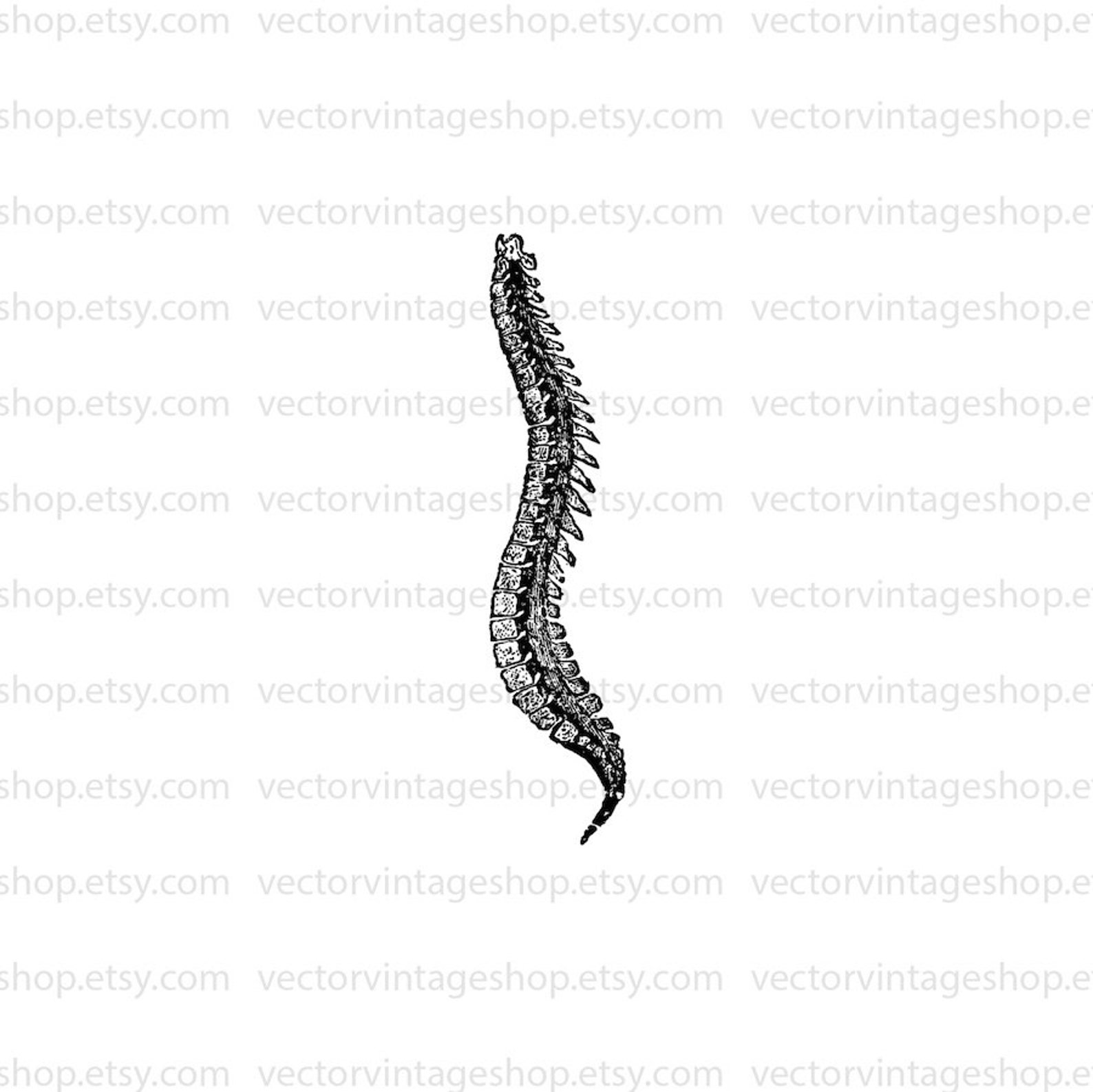 SPINE SVG VECTOR Clipart, Backbone Graphic Clip Art, Human Anatomy ...