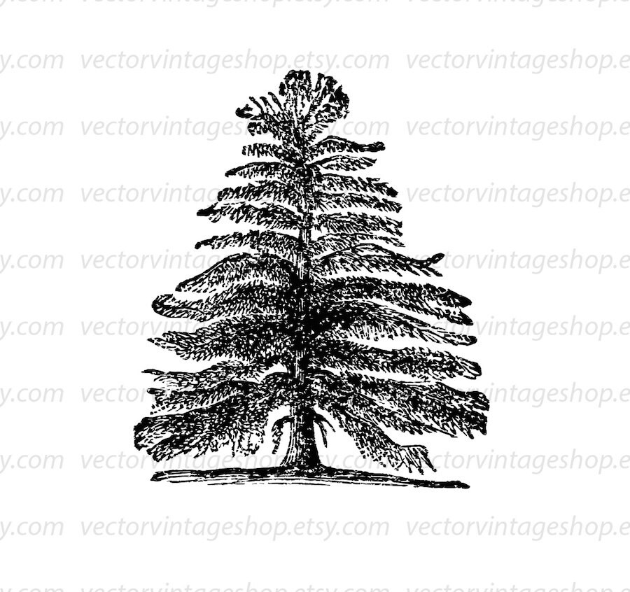 LARCH TREE SVG File, Vintage Style Vector Clipart, Printable Download ...