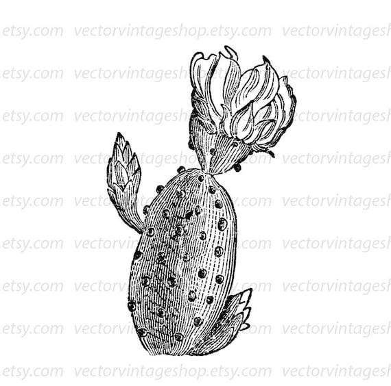 Prickly Pear Line Drawing