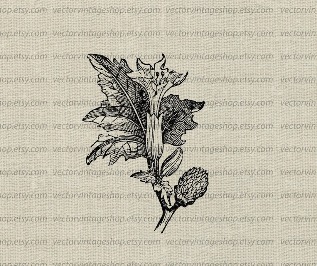 NIGHTSHADE FLOWER VSVG File Vintage Style Vector - Etsy UK