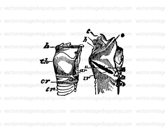 Voice Box Anatomy